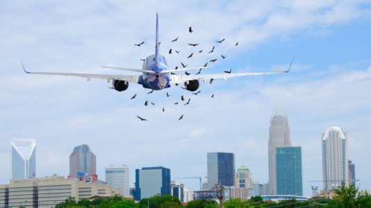 Improving Airplane Safety: Tableau and Bird Strikes